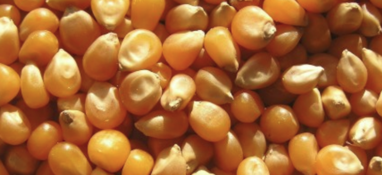 The Ancient History of Popcorn - Simply Better Living